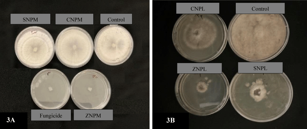 Lactobacillus Casei Colony Morphology